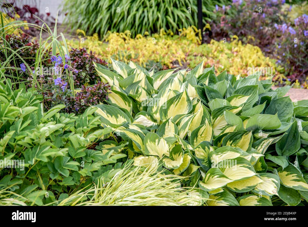 Hosta funkie hi-res stock photography and images - Alamy
