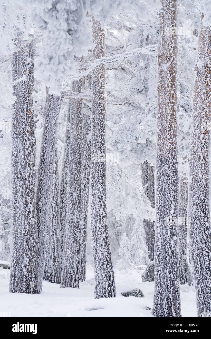Frozen forest, Madrid, Spain Stock Photo - Alamy