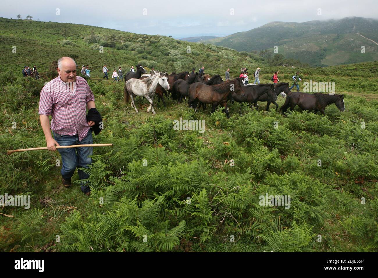 Galician mountain horse hi-res stock photography and images - Alamy
