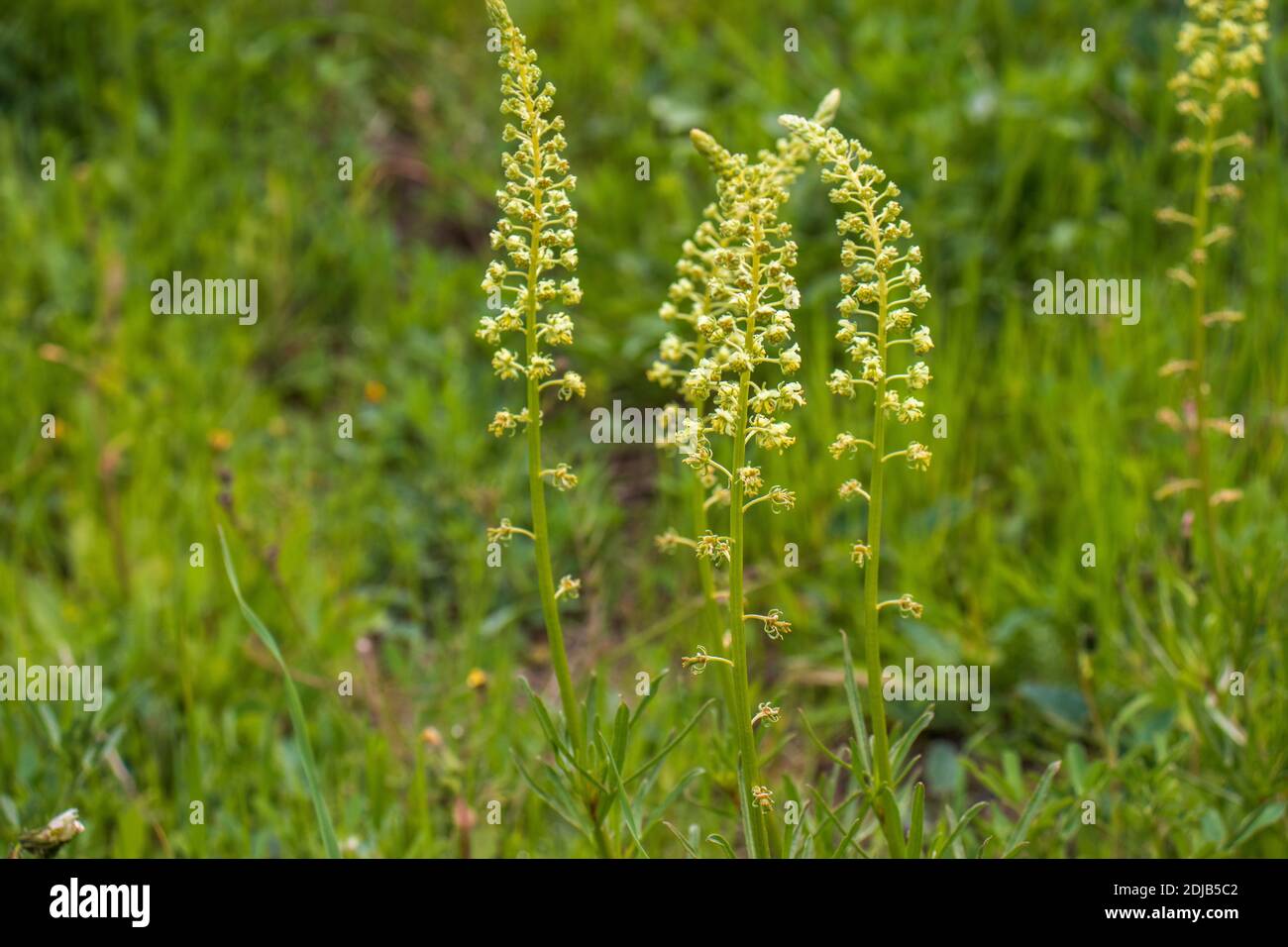 Yellow Upright Mignonette High Resolution Stock Photography and Images ...