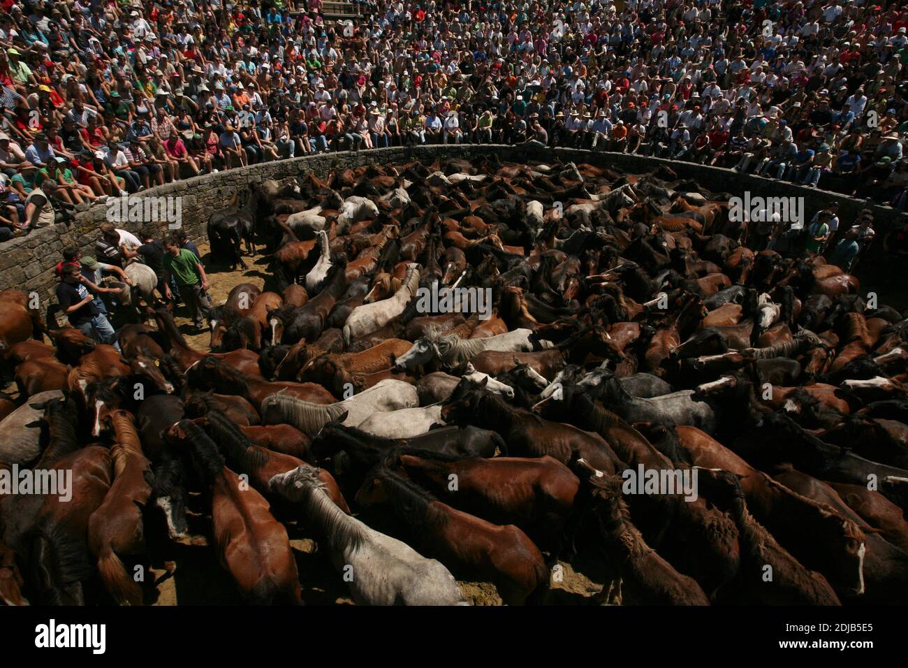 Galician aloitadores (horse tamers) struggle with unbroken horses ...