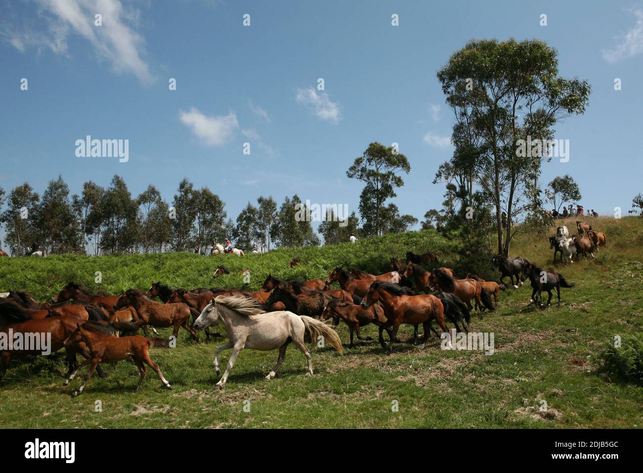 Galician mountain horse hi-res stock photography and images - Alamy