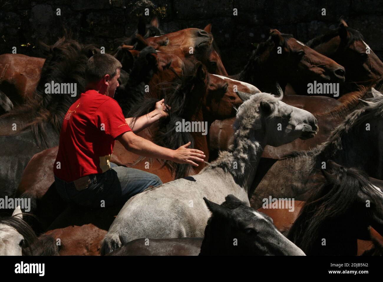 Galician aloitador (horse tamer) struggles with unbroken horses during ...