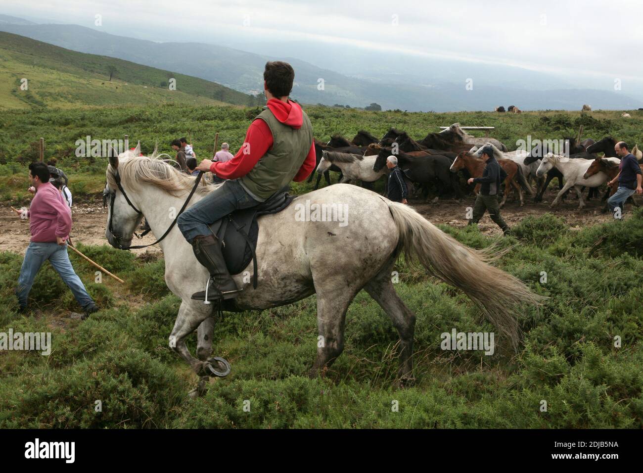 Galician mountain horse hi-res stock photography and images - Alamy