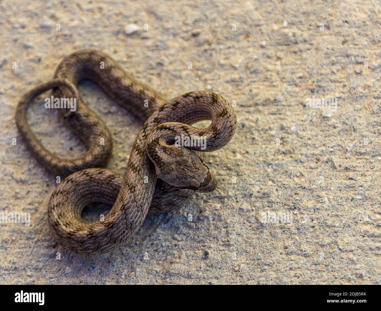 Coronella girondica, Southern Smooth Snake Stock Photo - Alamy