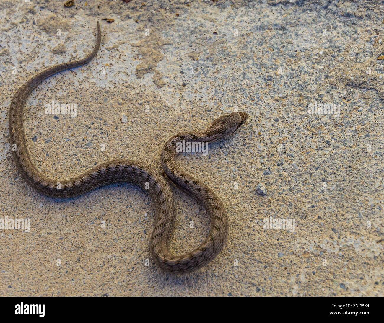Coronella girondica, Southern Smooth Snake Stock Photo - Alamy