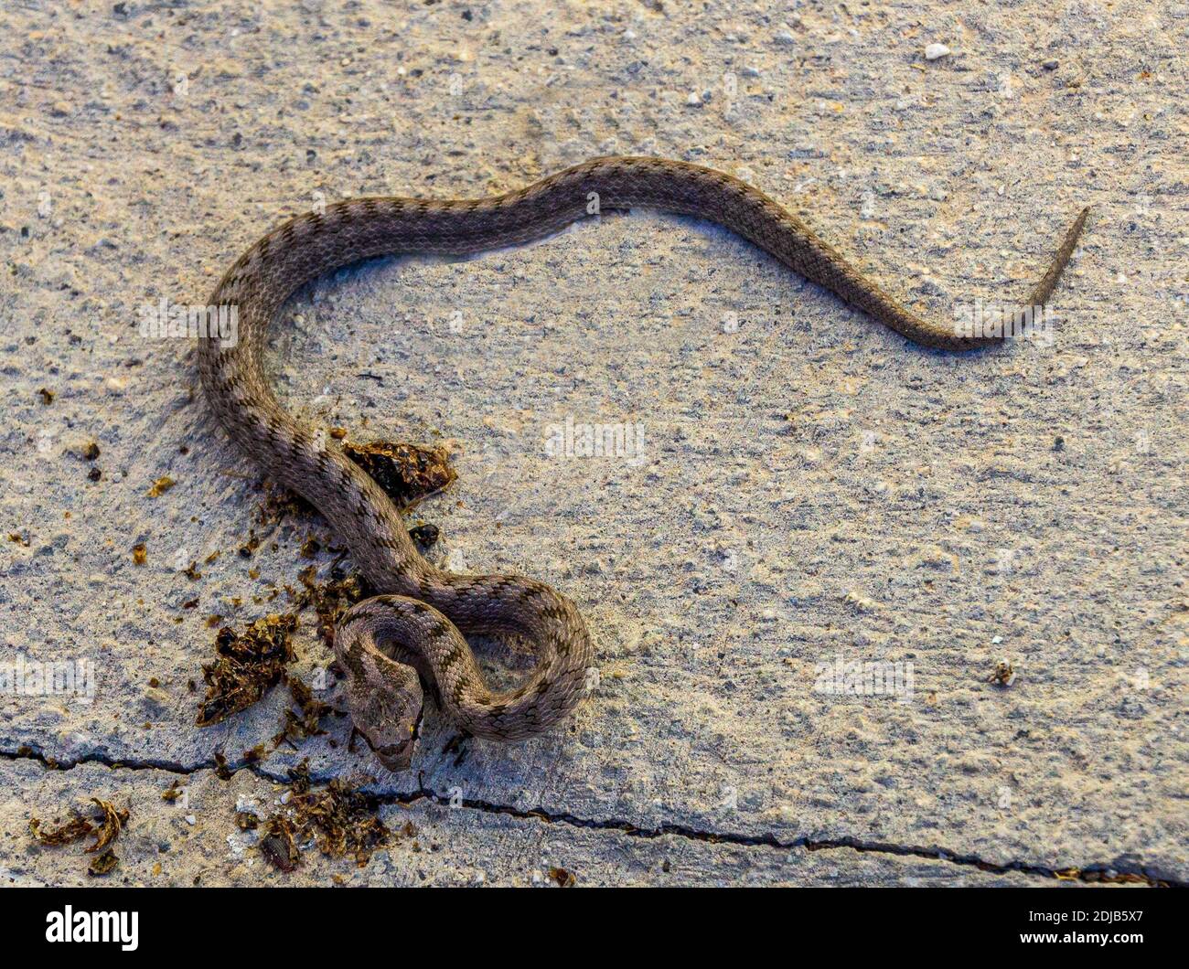 Coronella girondica, Southern Smooth Snake Stock Photo - Alamy