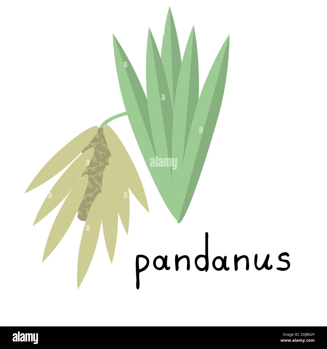 Pandanus flower Stock Vector Images - Alamy