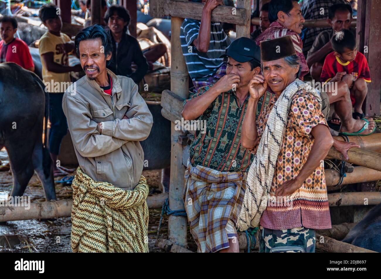 Rantepao livestock market hi-res stock photography and images - Alamy