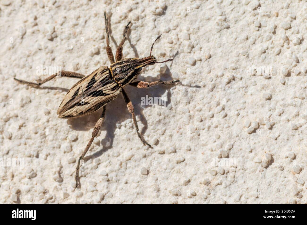 Snout weevils hi-res stock photography and images - Alamy