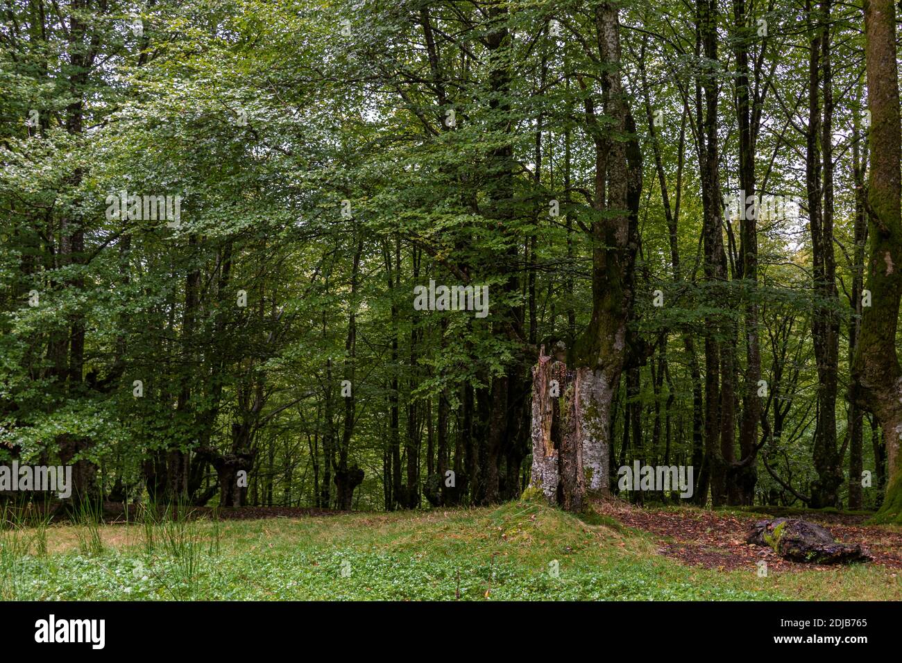 ancient forest in the basque country Stock Photo - Alamy