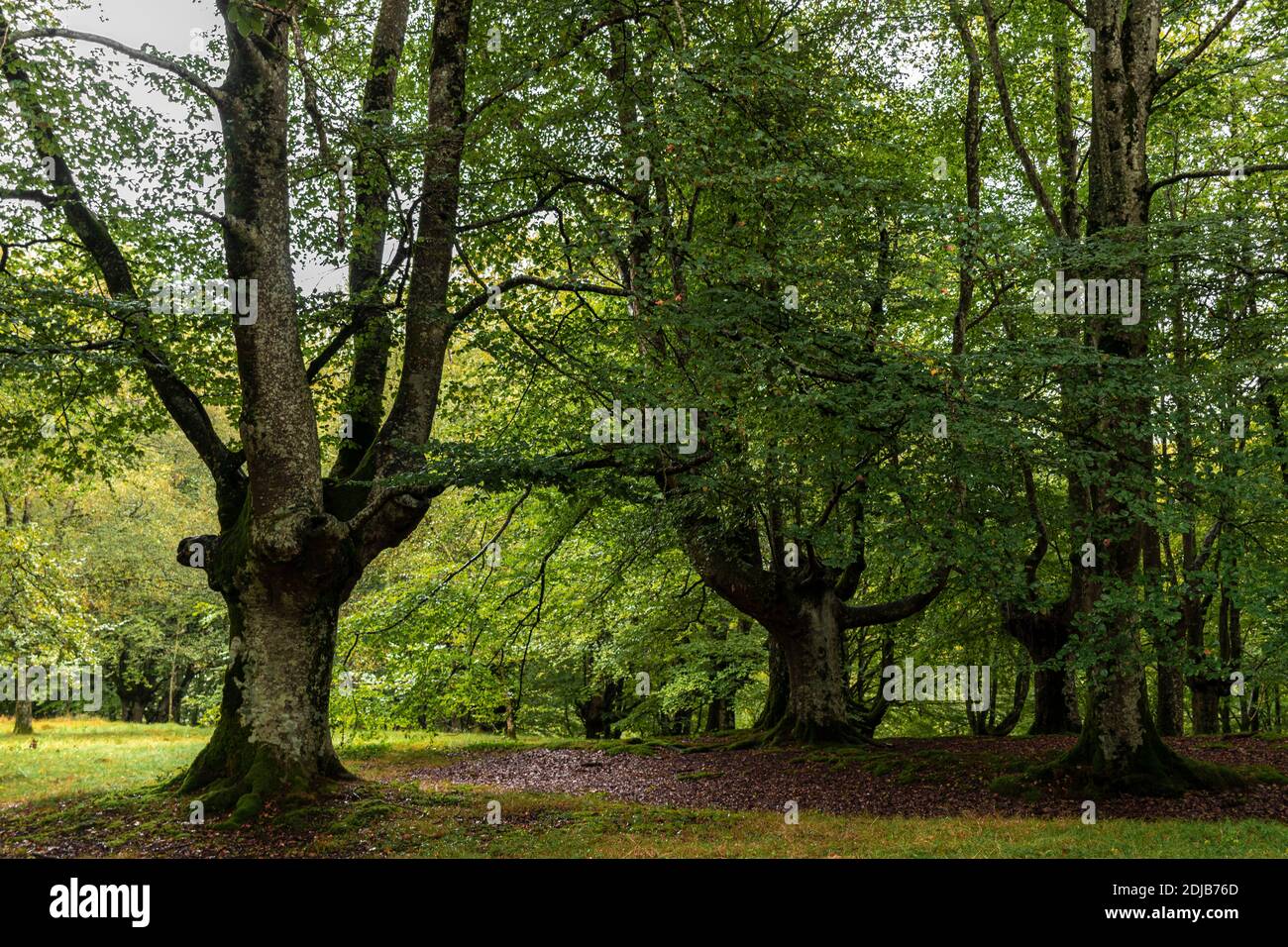 ancient forest in the basque country Stock Photo - Alamy