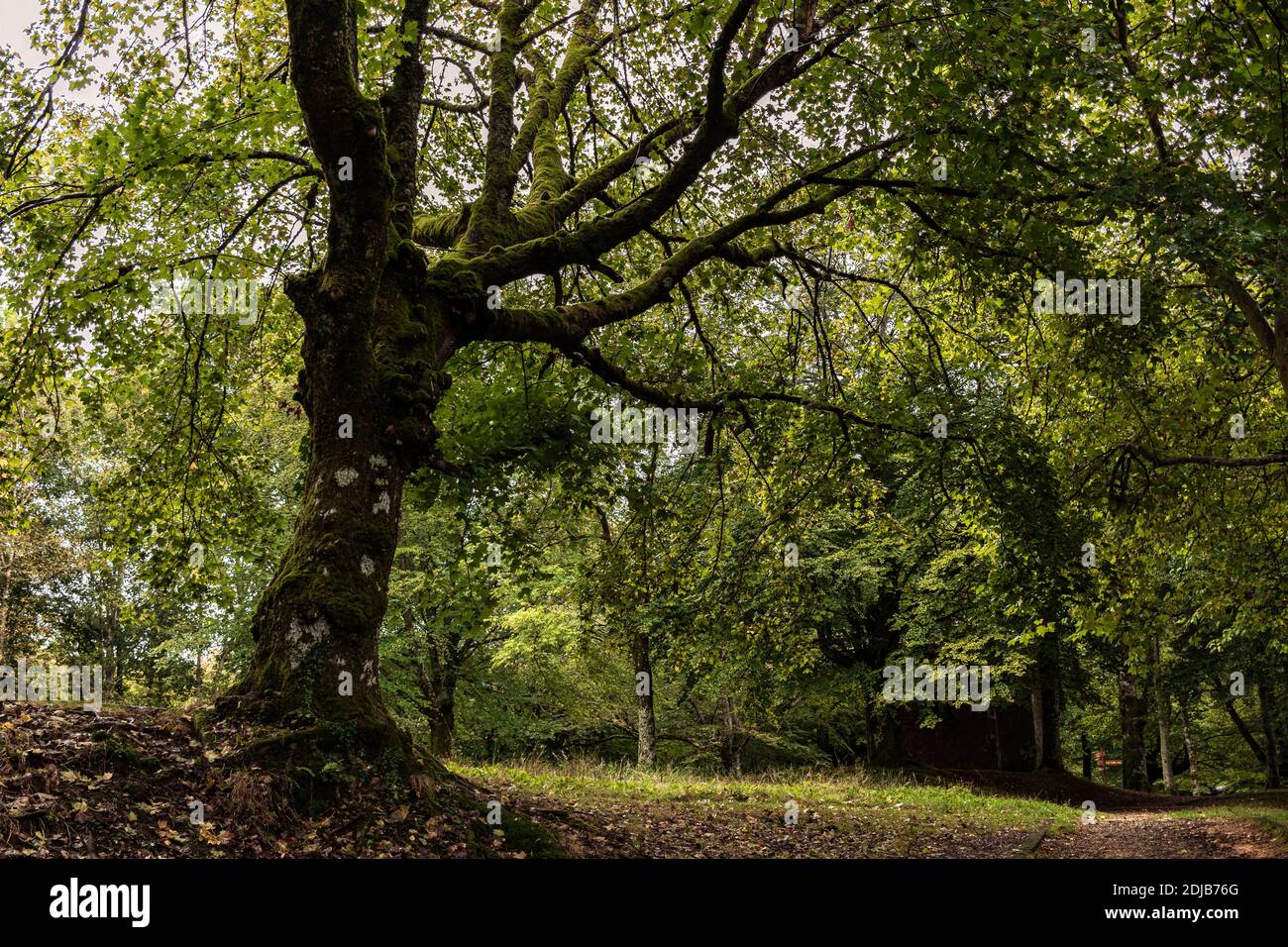 ancient forest in the basque country Stock Photo - Alamy