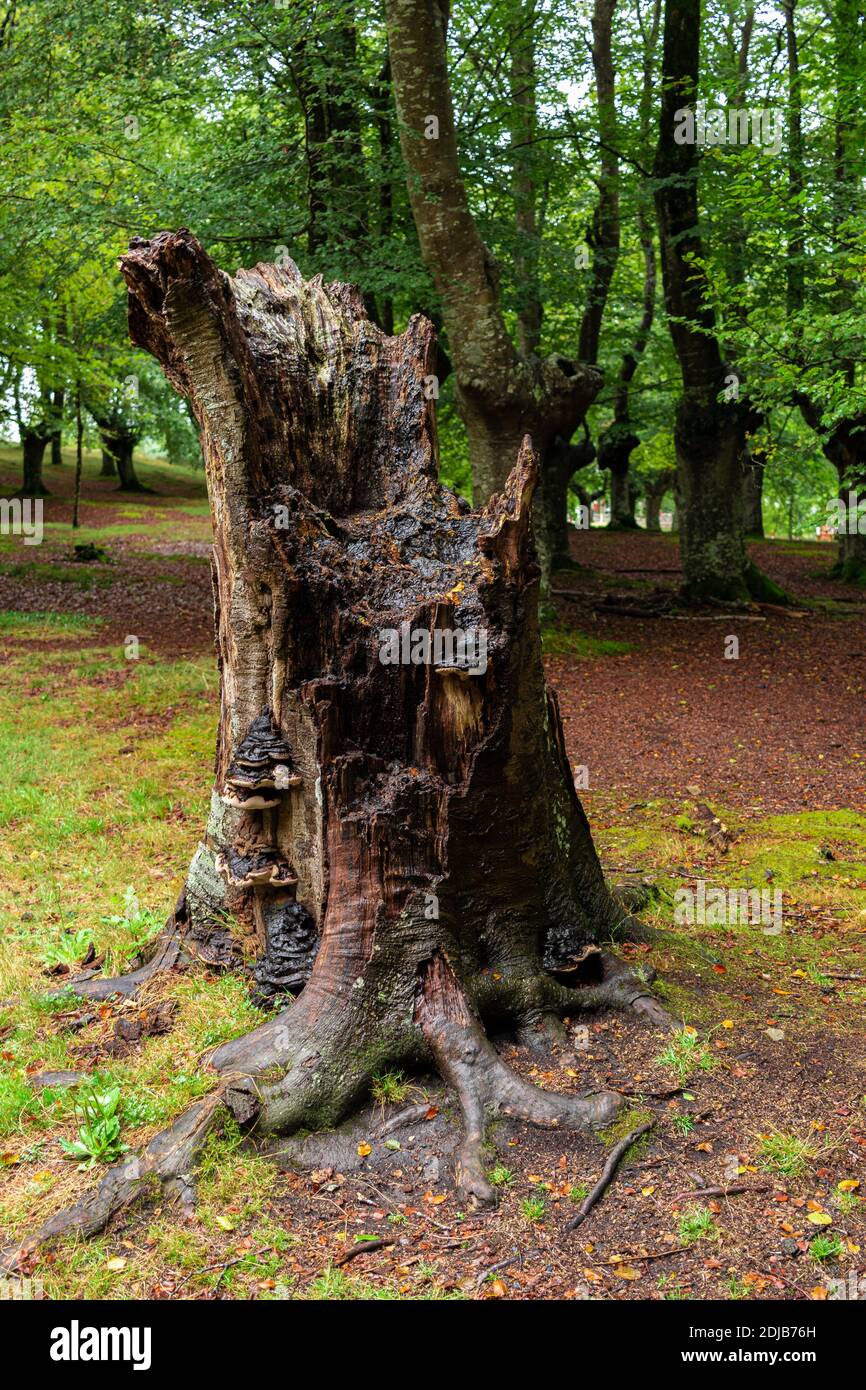 ancient forest in the basque country Stock Photo - Alamy