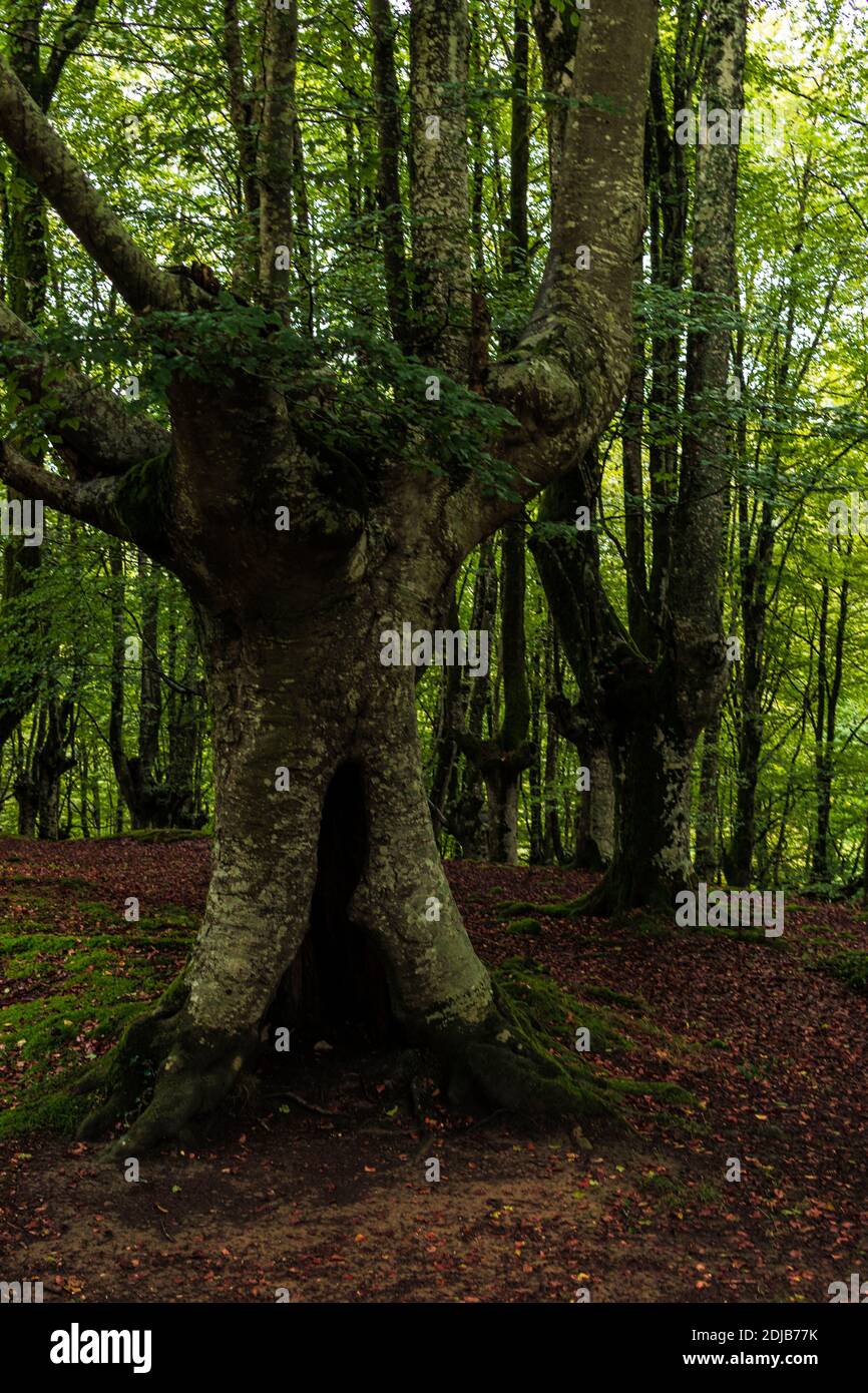 Basque trees hi-res stock photography and images - Alamy