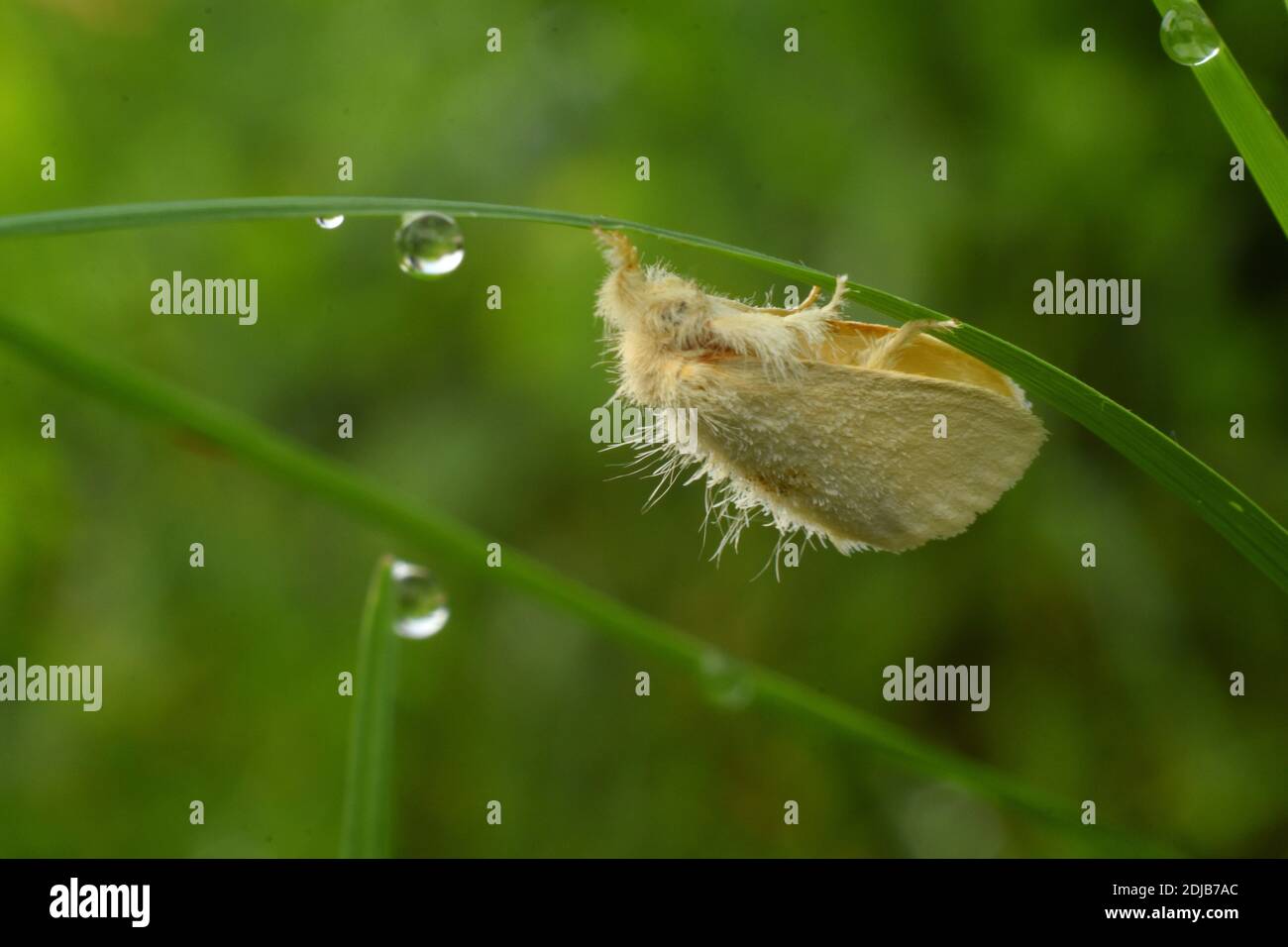 A brown tail moth rest on blade of grass Stock Photo - Alamy