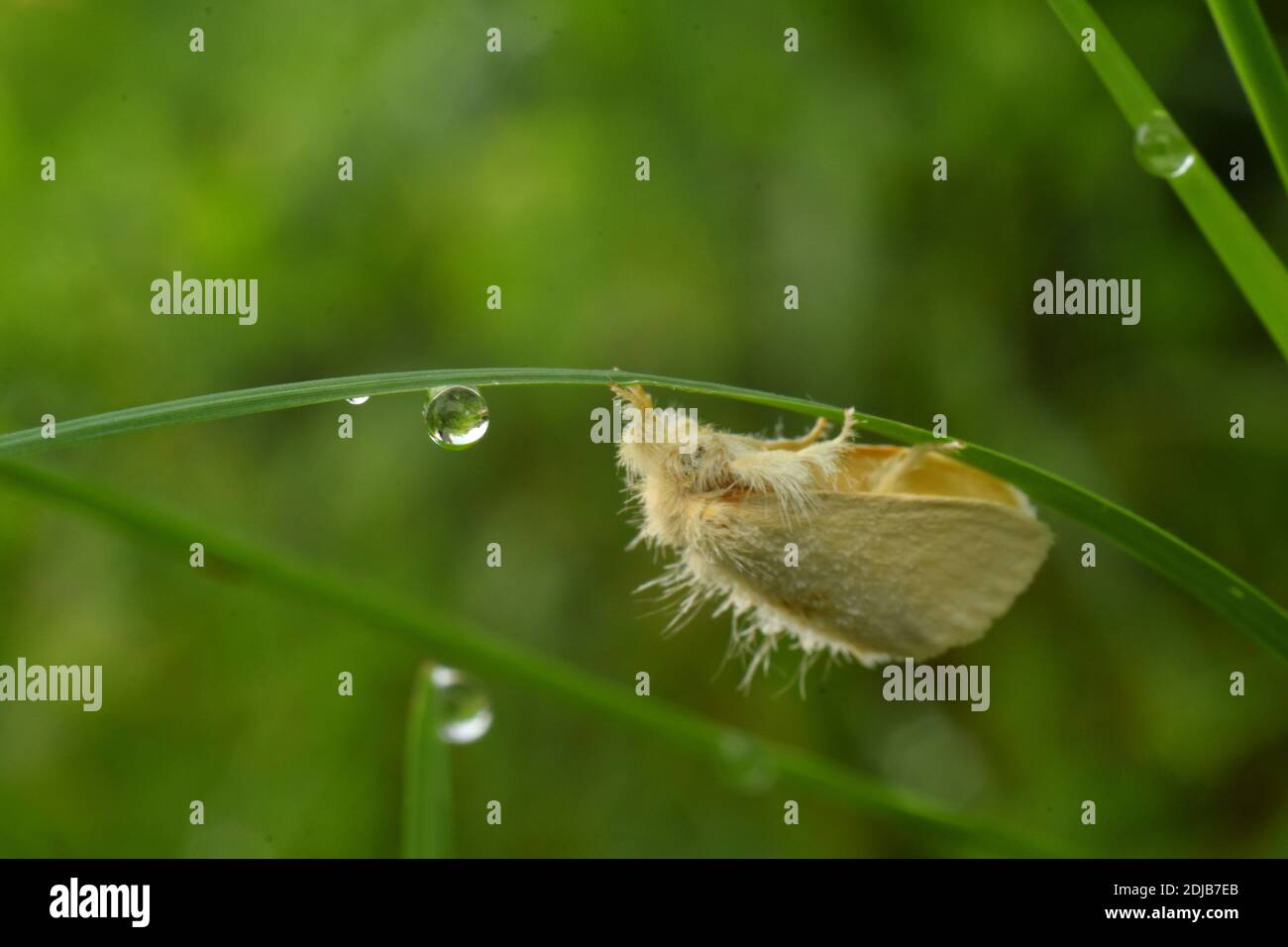 A brown tail moth rest on blade of grass Stock Photo - Alamy