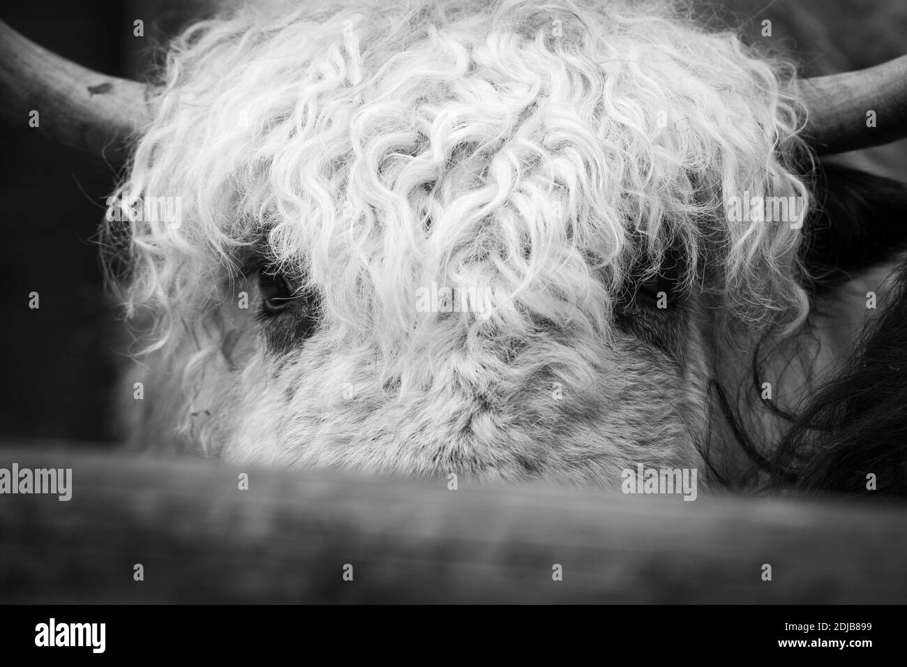 Close-up Of Yak Stock Photo - Alamy