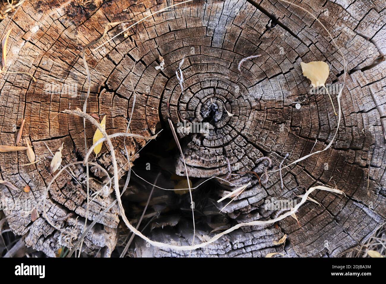 Tree ring abstract background textured. Natural organic texture with ...