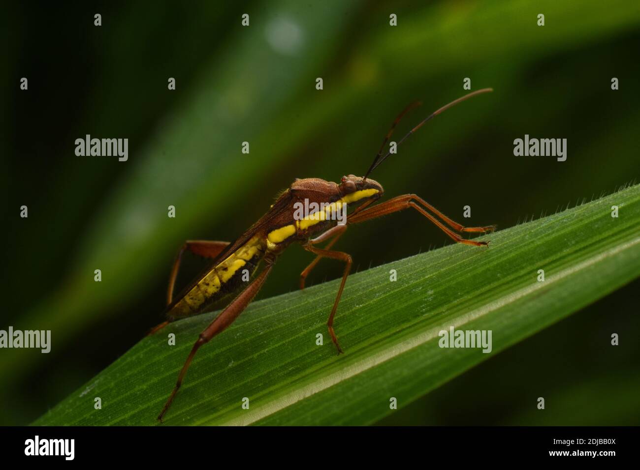 Stink bug found in southeast asia hi-res stock photography and images ...