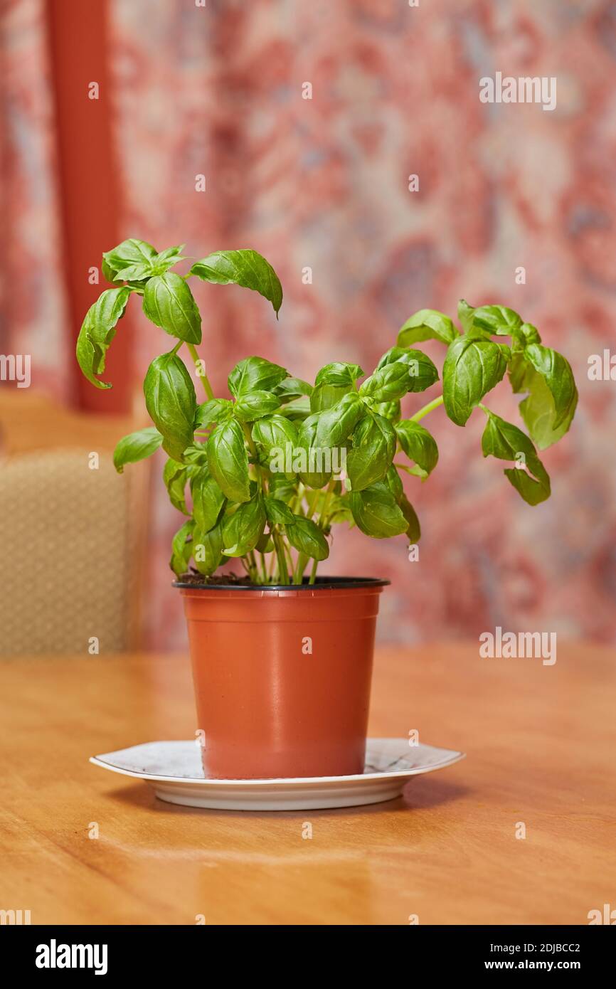 Basil in pot Stock Photo - Alamy
