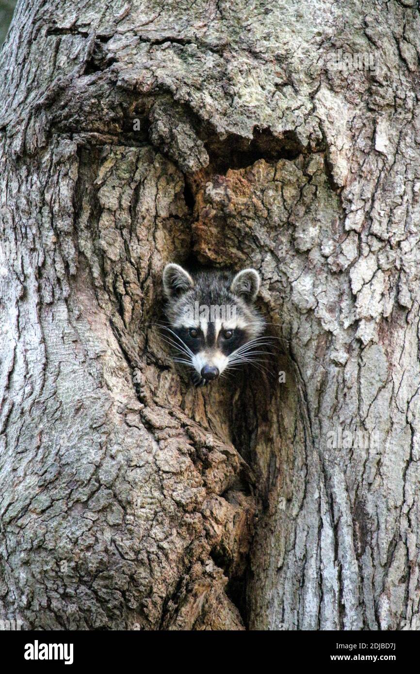 Raccoon in tree hole hi-res stock photography and images - Alamy