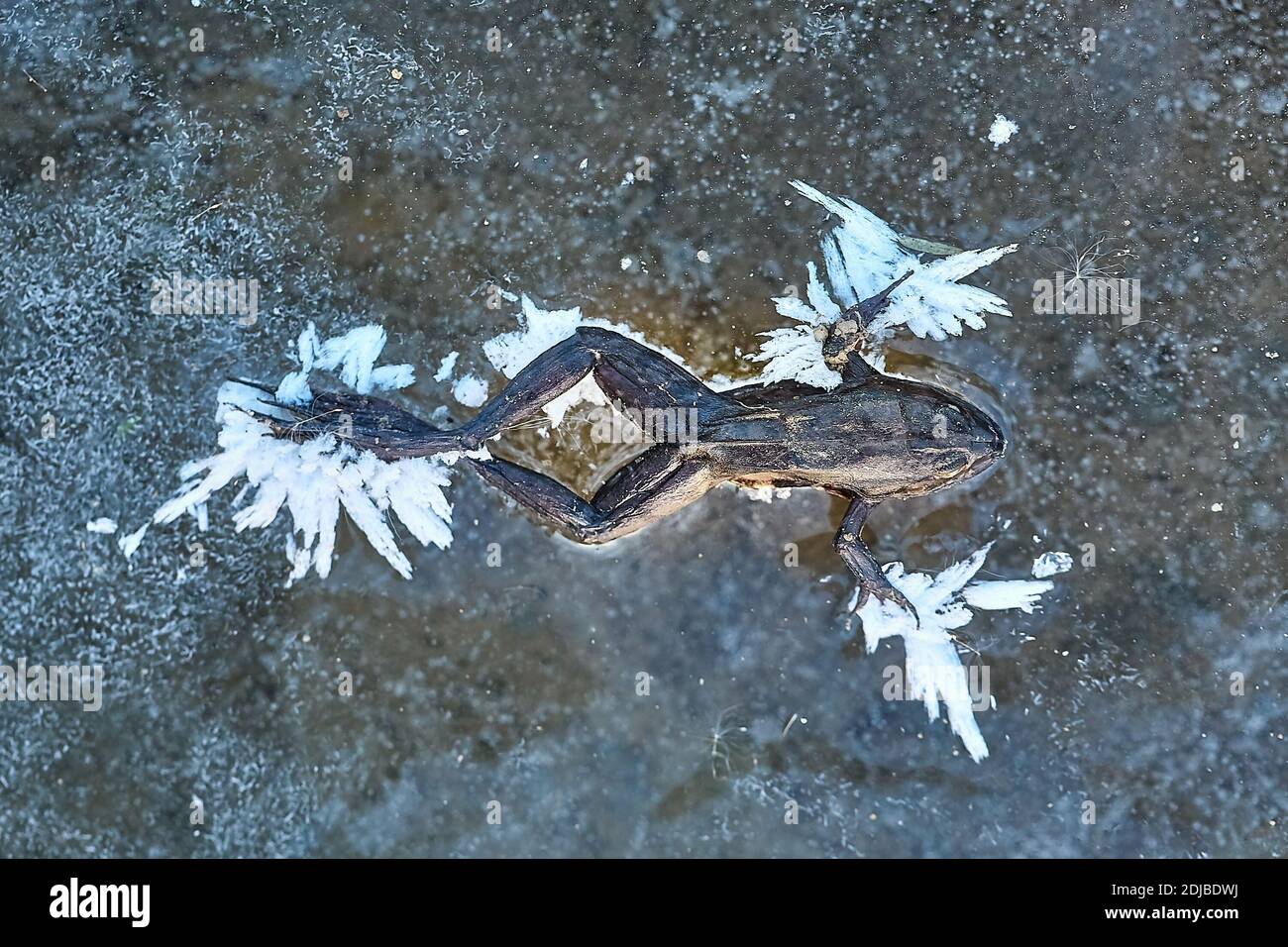 Frozen frog on ice Stock Photo - Alamy