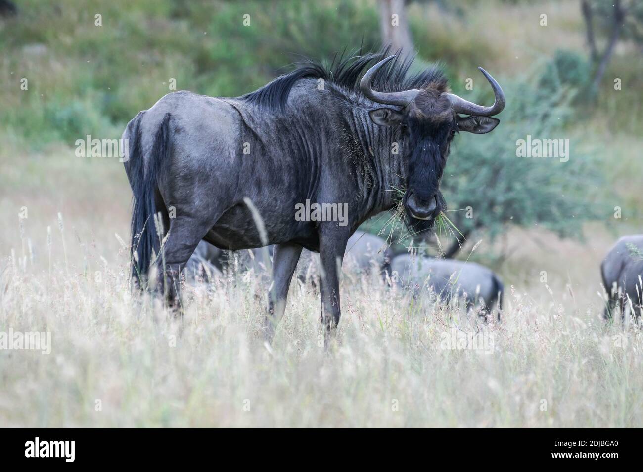 Blue wildebeest eating grass hi-res stock photography and images - Alamy