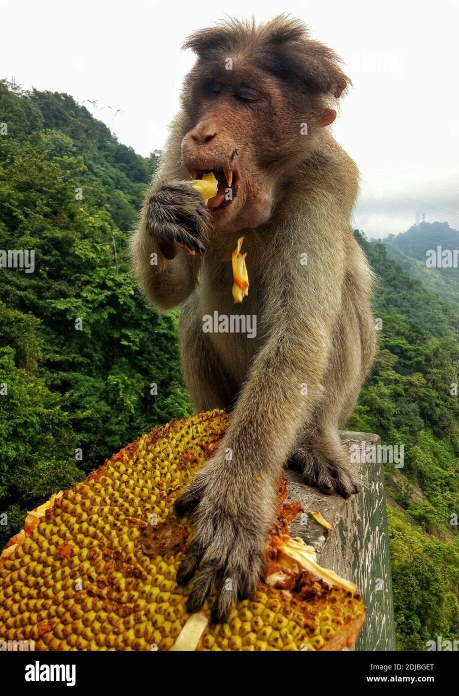 Open jackfruit hi-res stock photography and images - Alamy