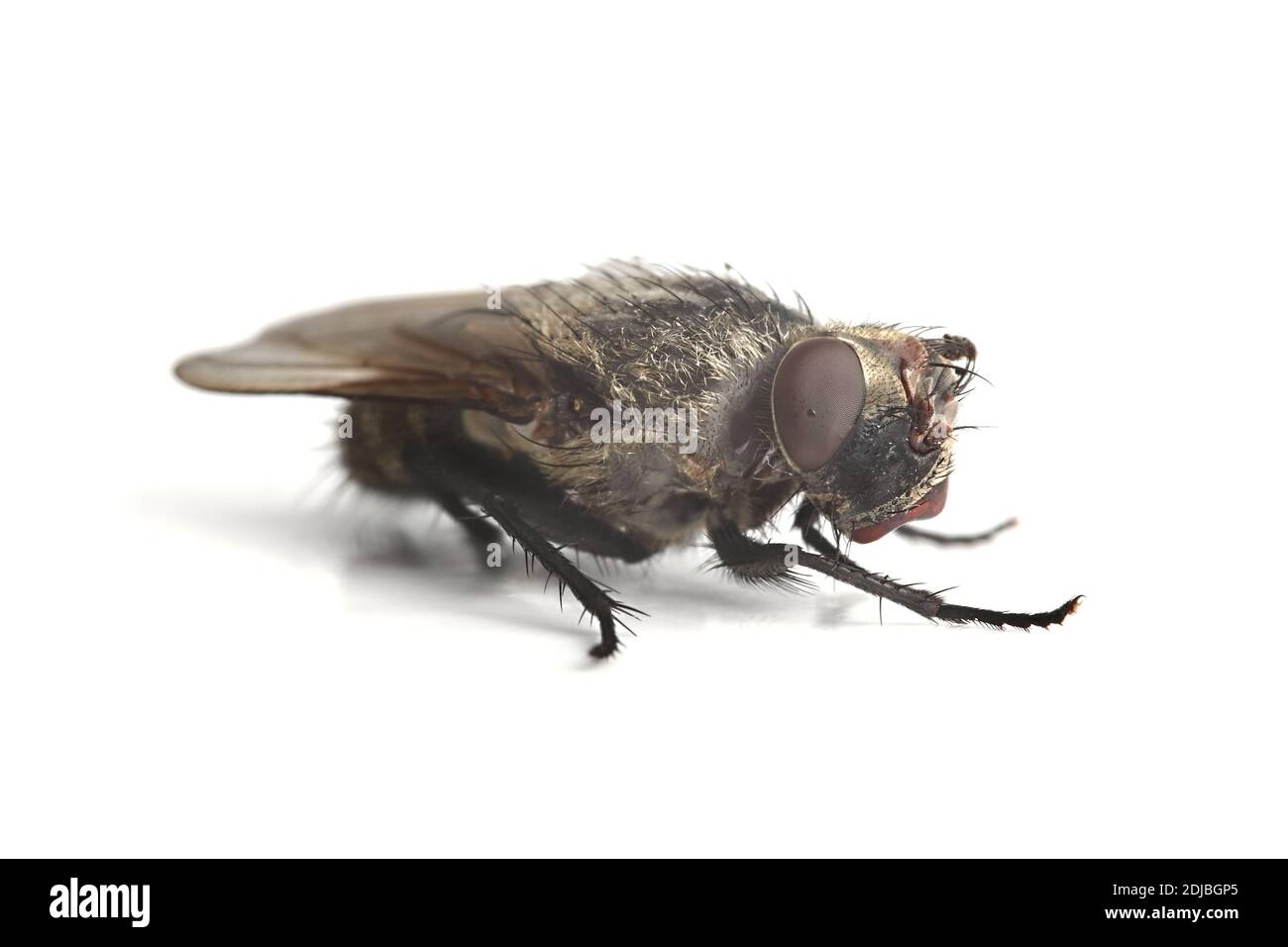 Corpse dead body Cut Out Stock Images & Pictures - Alamy