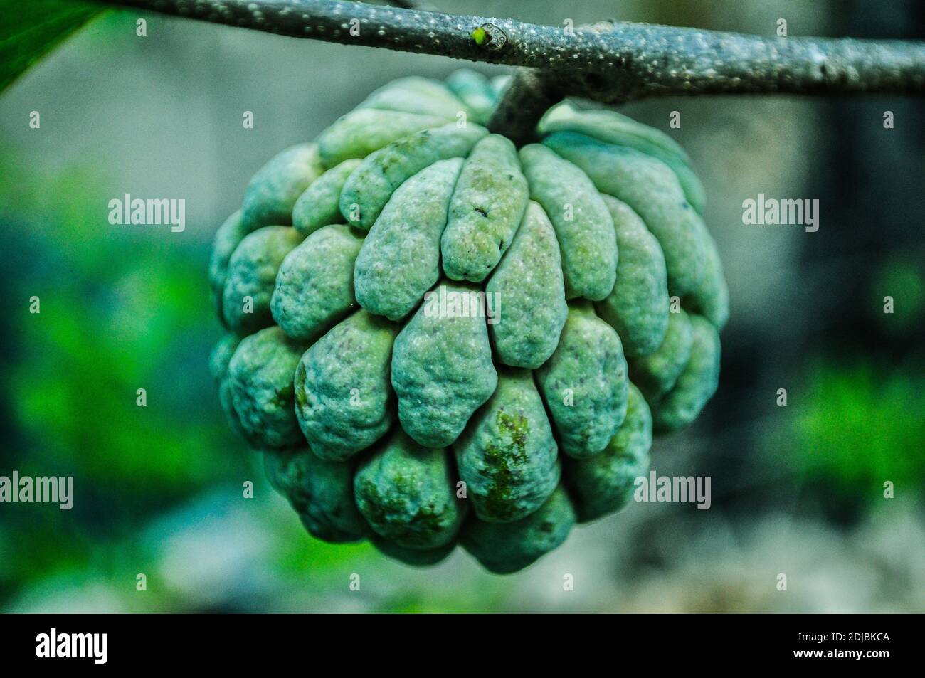 Asia custard apple tree hi-res stock photography and images - Alamy
