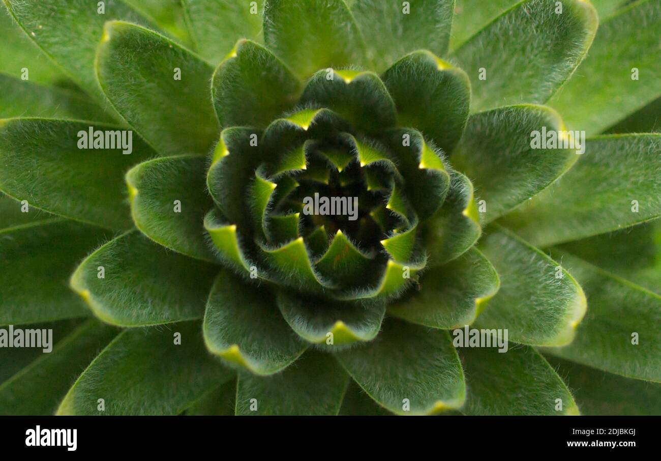 Bogota Flower High Resolution Stock Photography and Images - Alamy