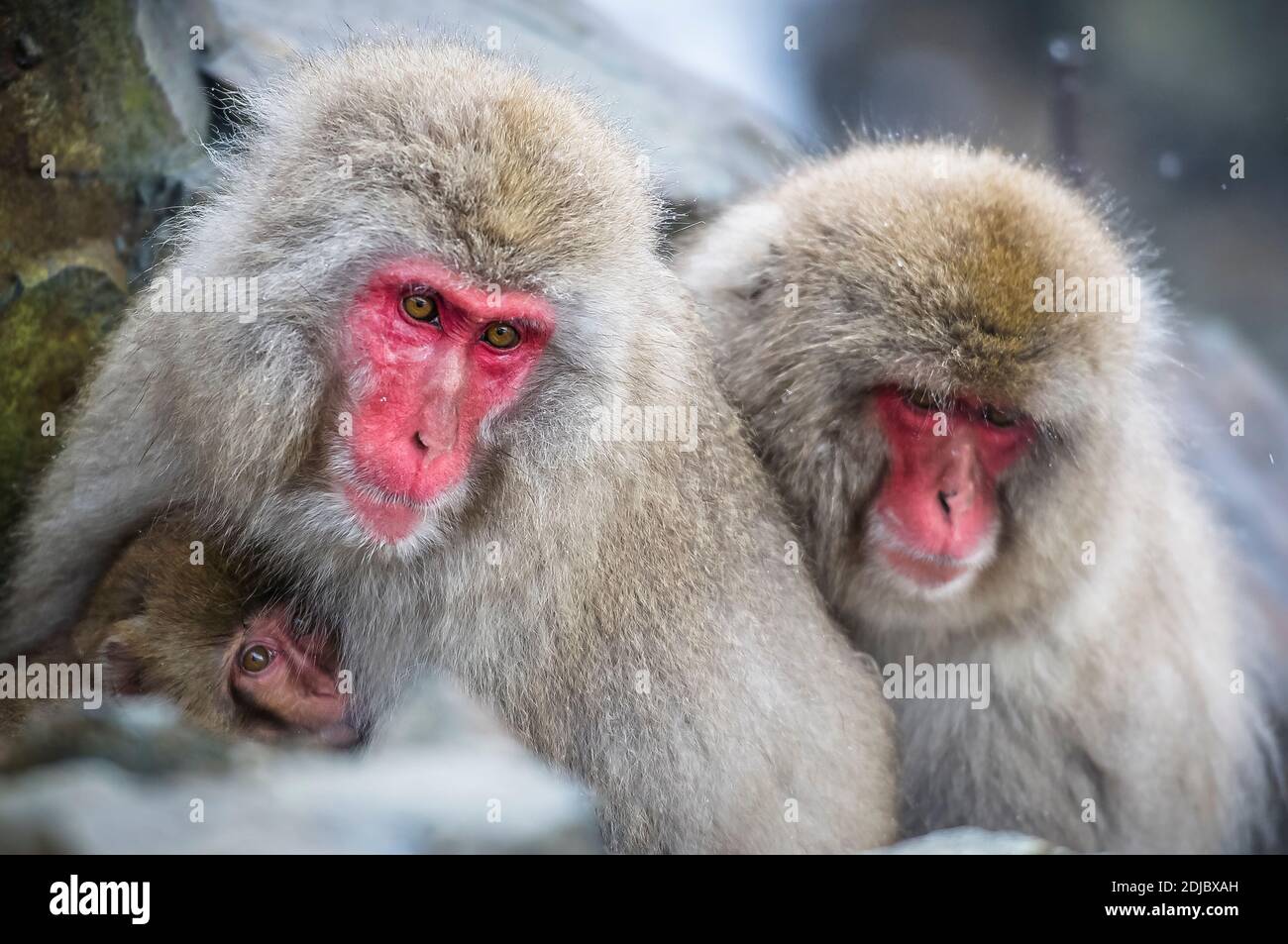 Tokyo hot spring hi-res stock photography and images - Alamy