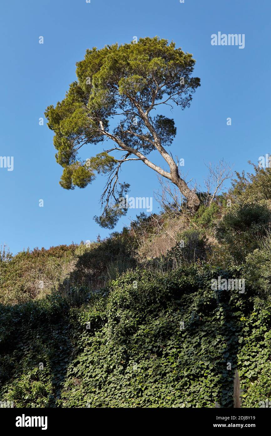 Leaves of a treetop Stock Photo - Alamy