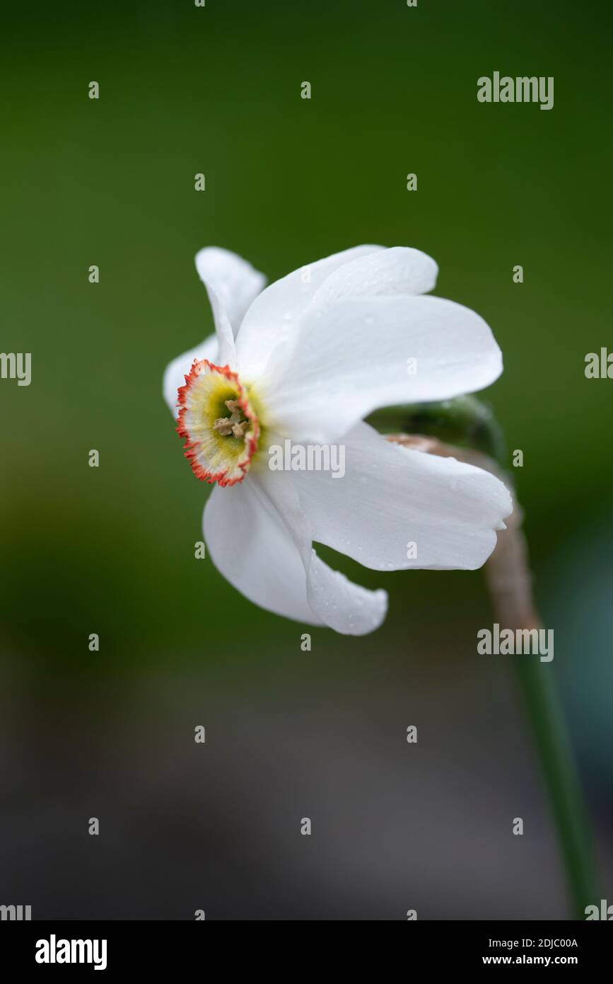 Narcissus poeticus var 'recurvus' Stock Photo - Alamy