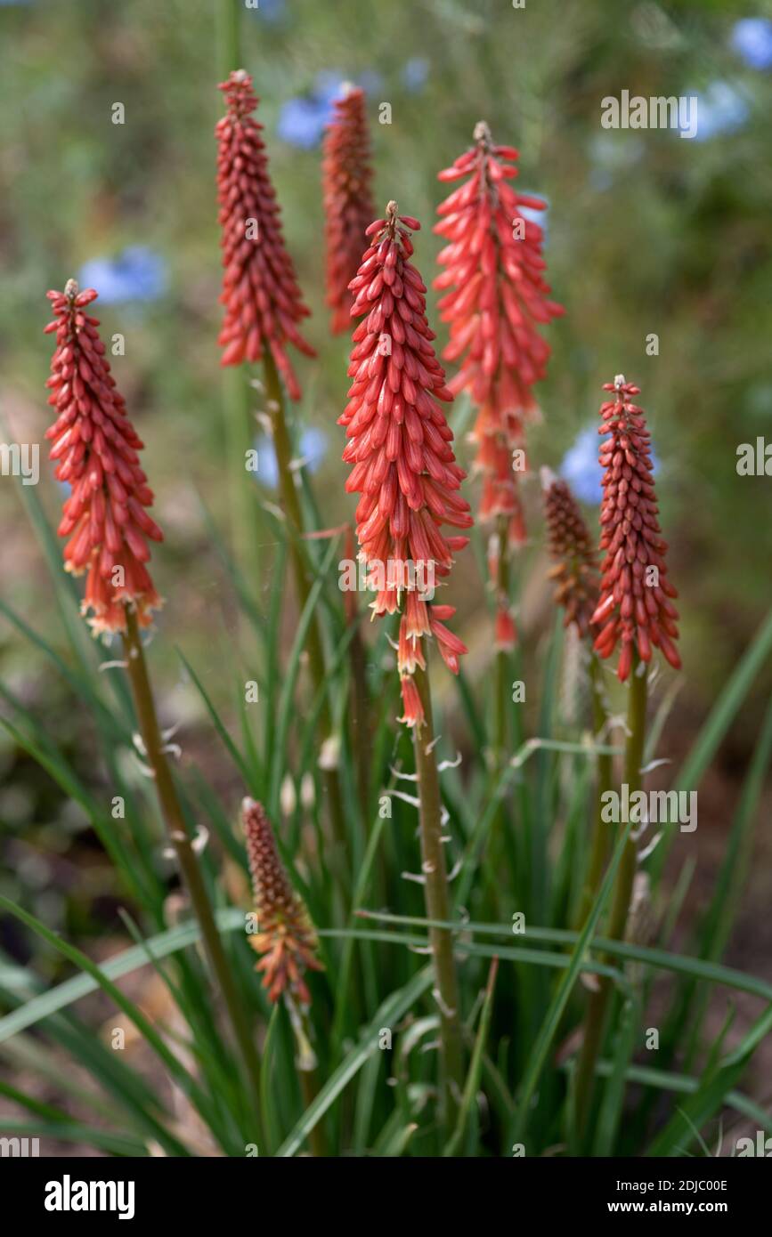 Popsicle hi-res stock photography and images - Alamy