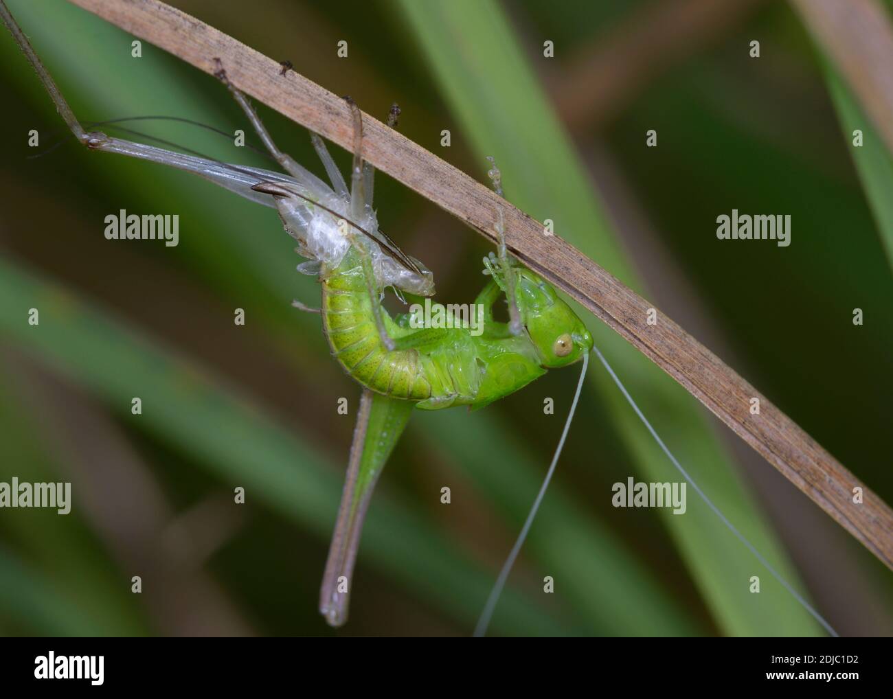 Imago of a grasshopper hatching from its old skin, on a plant stem ...