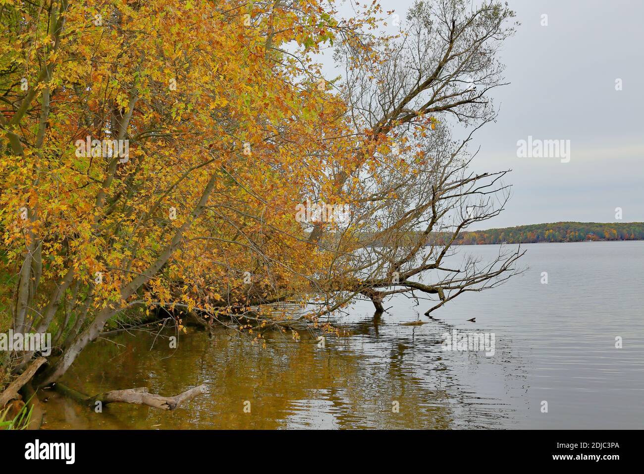 Trees in fall color overhanging a lake's edge in Michigan Stock Photo ...