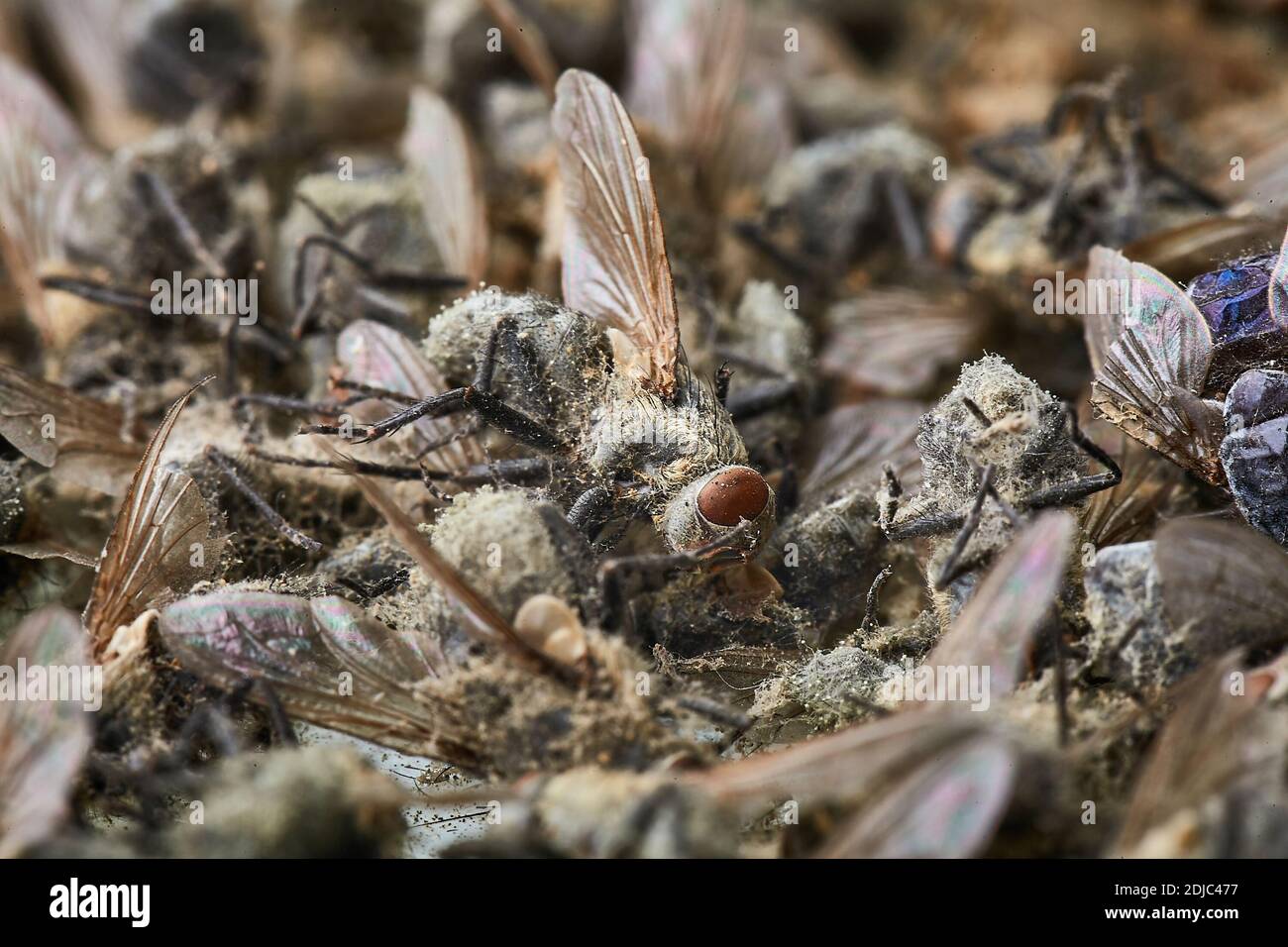 Pile Of Dead Flies Stock Photo - Alamy
