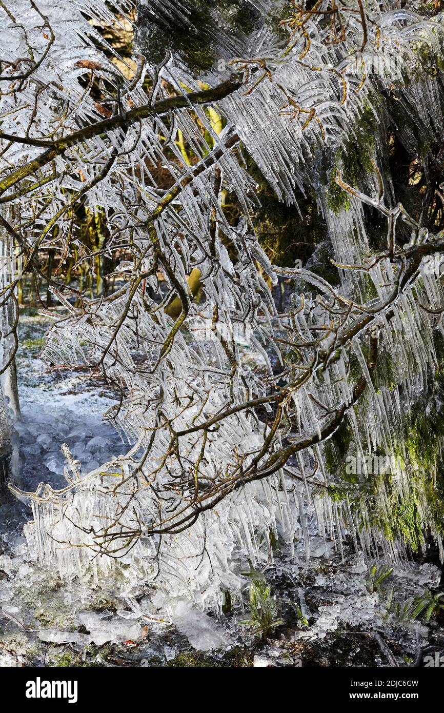 Winter sculpts an ice cage around a duckpond fountain Stock Photo - Alamy
