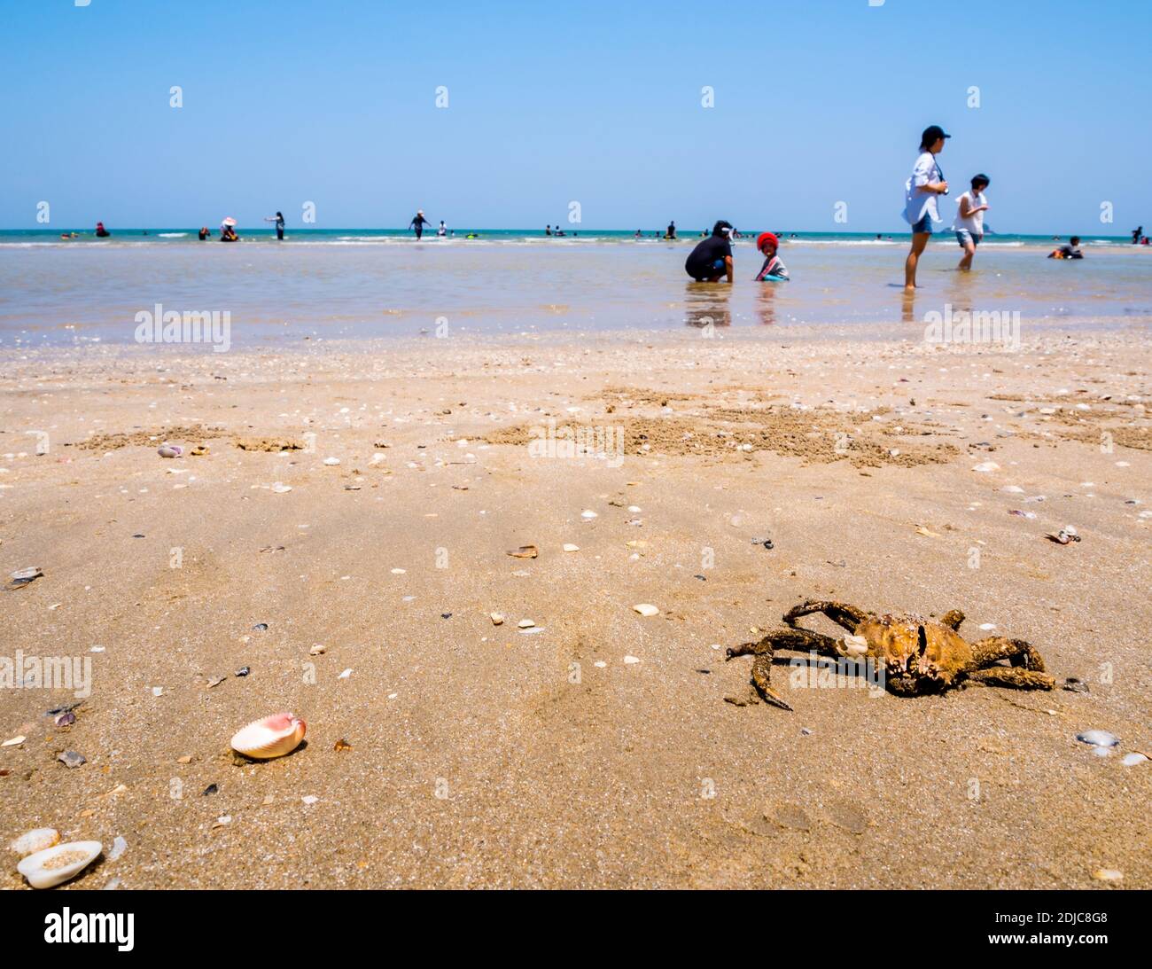Spanner crab hi-res stock photography and images - Alamy