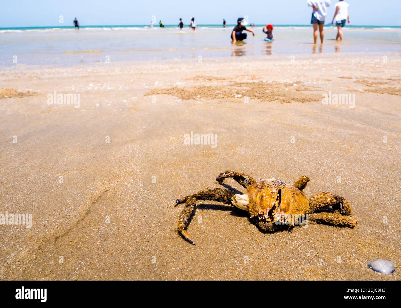 Spanner crab hi-res stock photography and images - Alamy