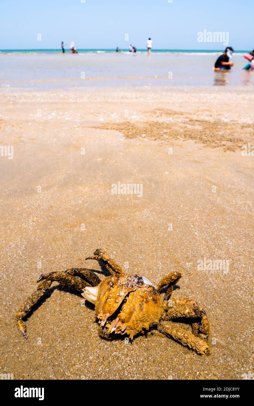 Spanner crab hi-res stock photography and images - Alamy