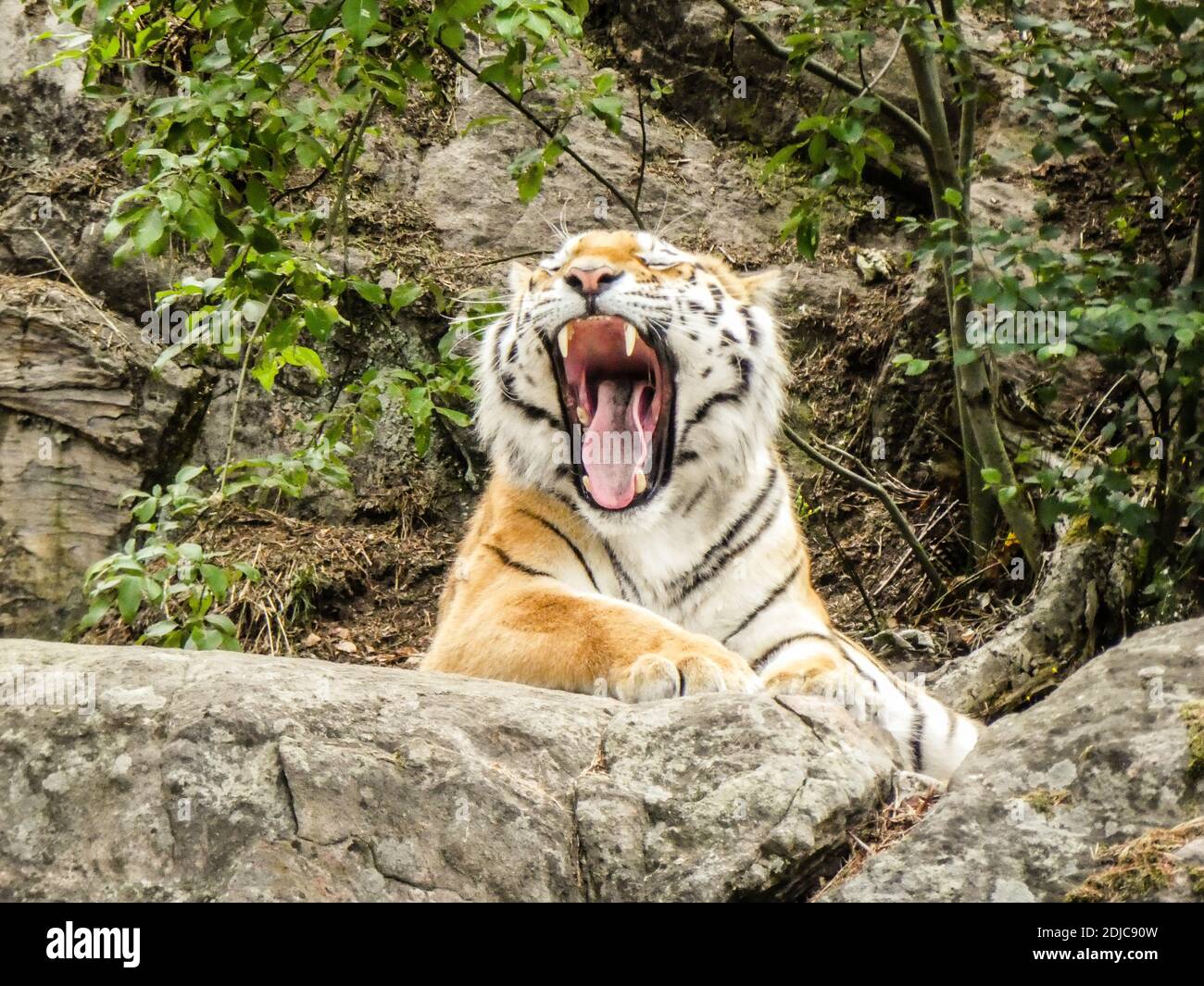 Tiger roaring rock hi-res stock photography and images - Alamy