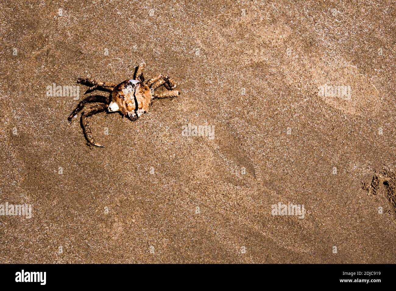 Spanner crab hi-res stock photography and images - Alamy