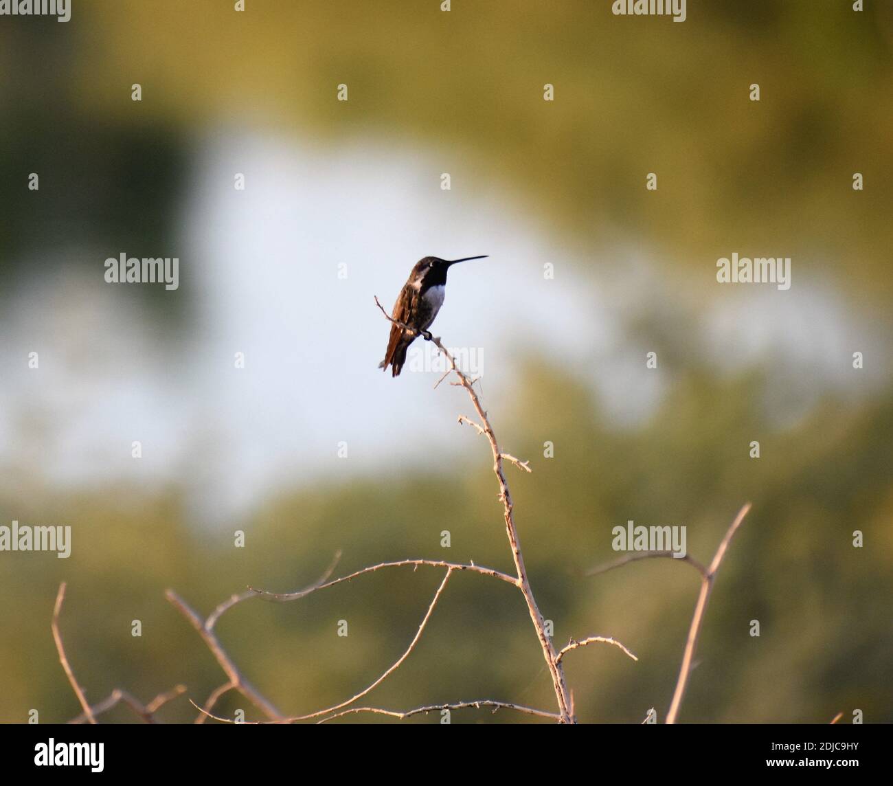 Dead hummingbird hi-res stock photography and images - Alamy