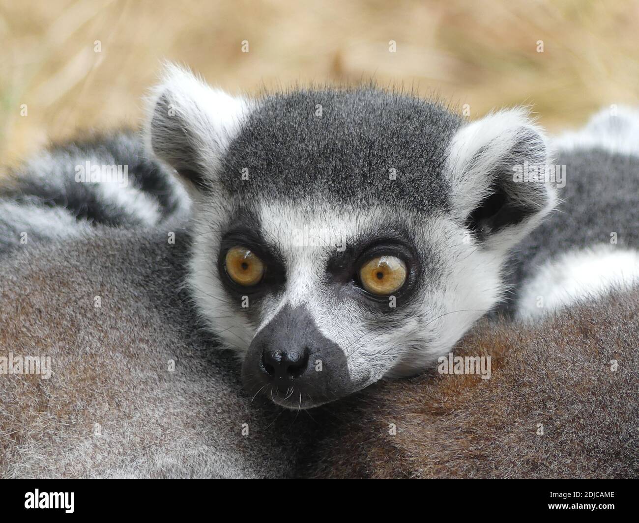 Animal biting hi-res stock photography and images - Alamy