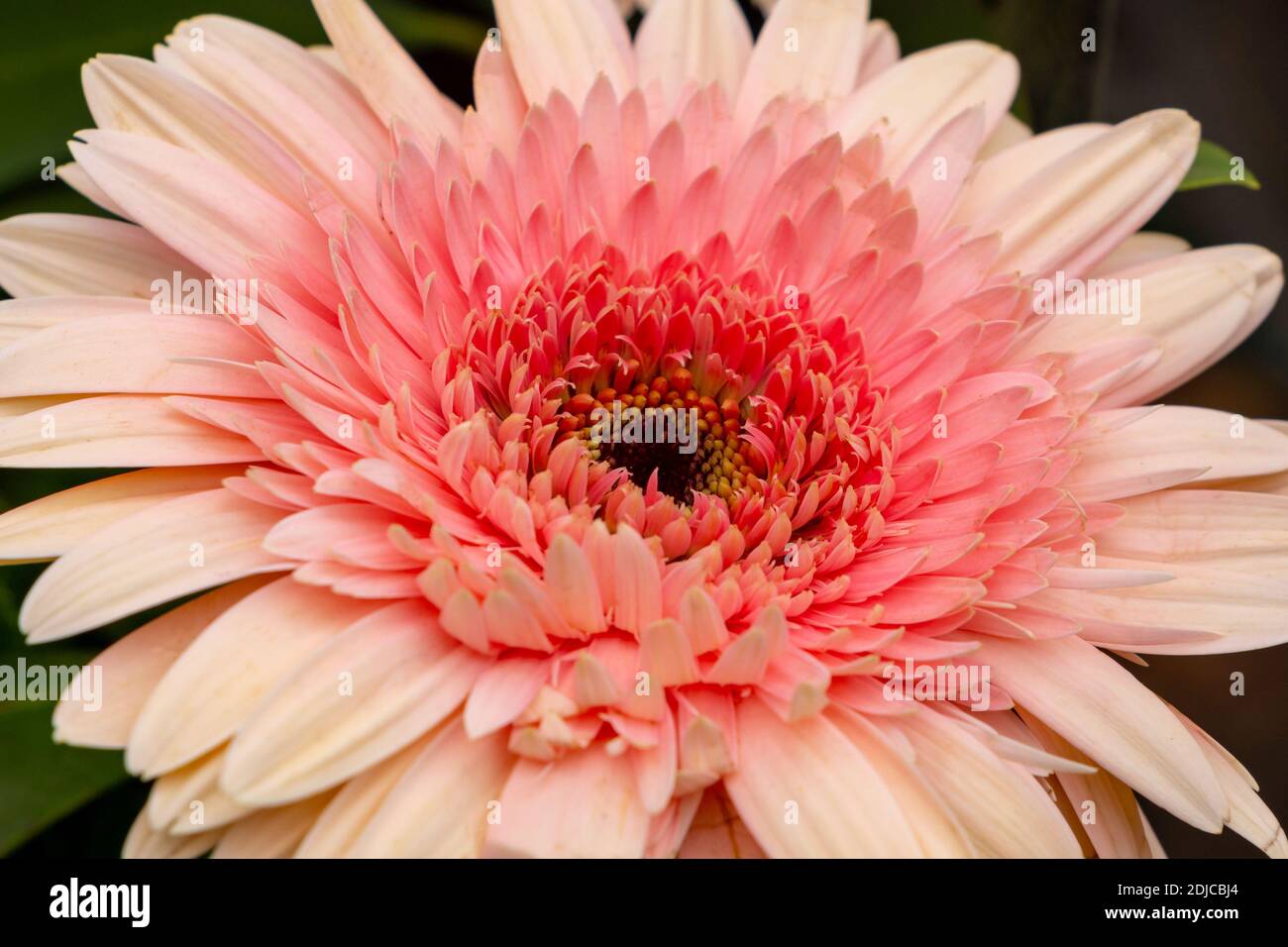 A close up of a pink and cream gerbera daisy Stock Photo - Alamy