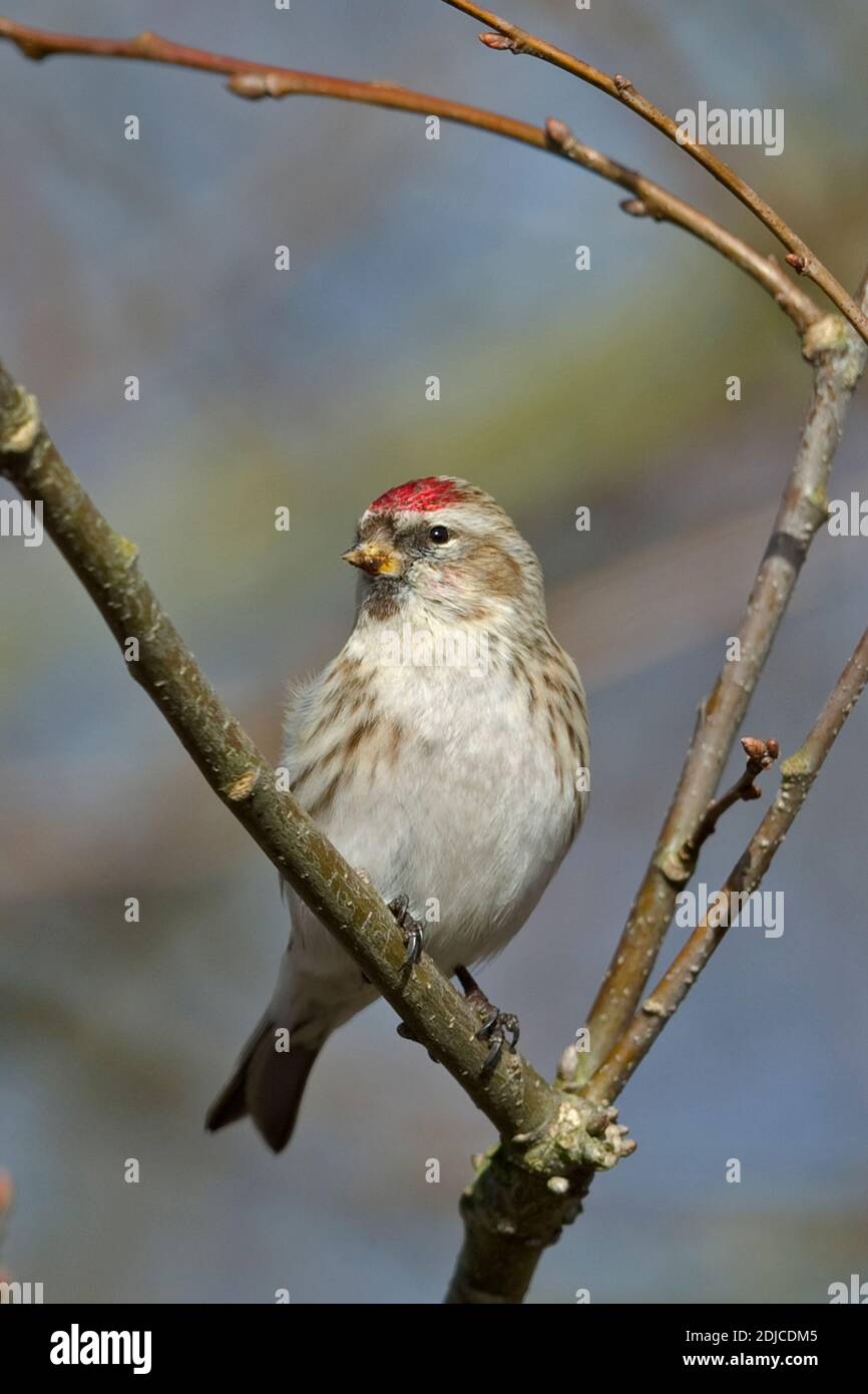 Common (Mealy) Redpoll (Carduelis flammea Stock Photo - Alamy