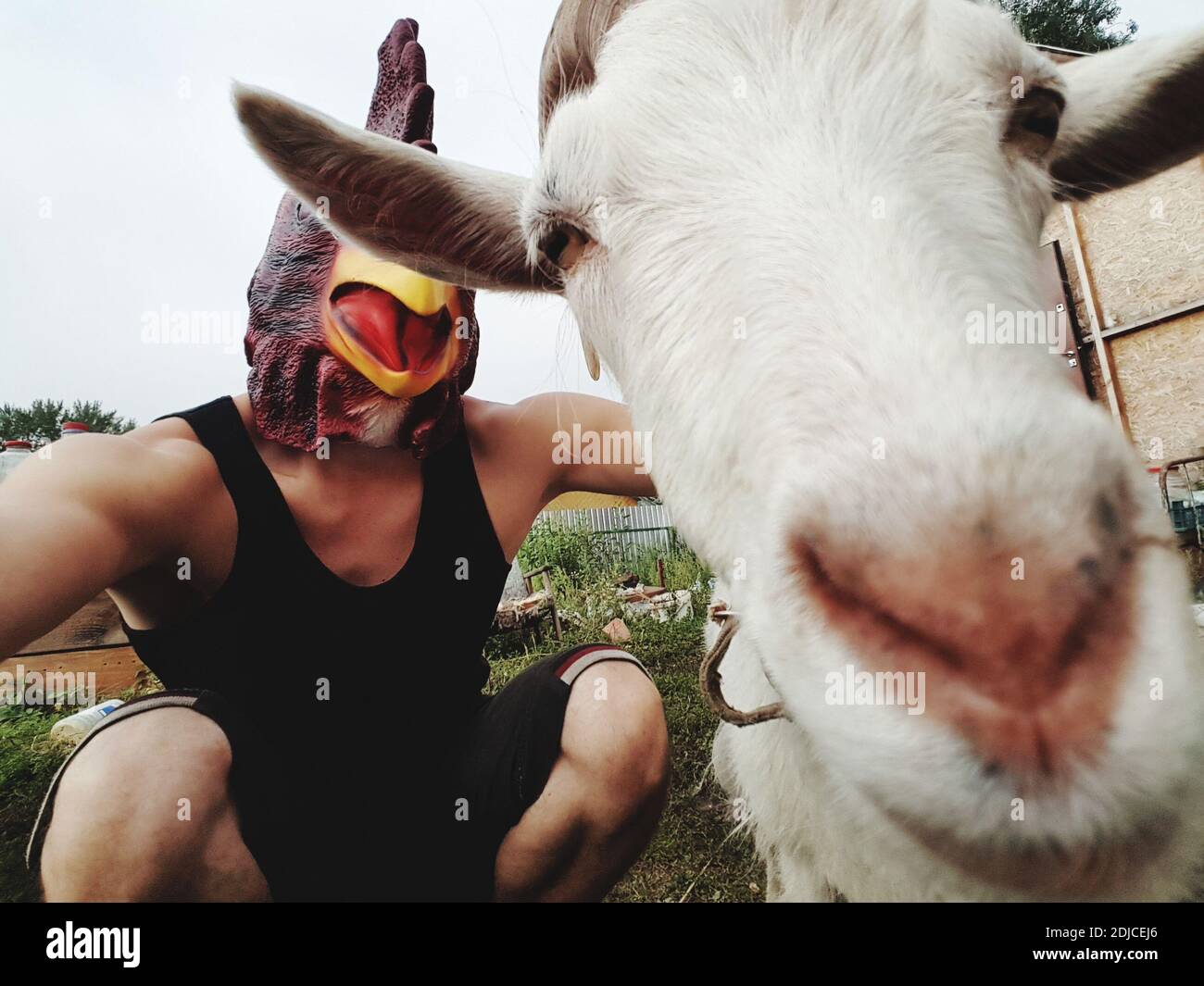 Sheep wearing mask hi-res stock photography and images - Alamy